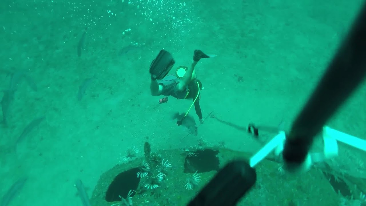 Destin Diving - YouTube