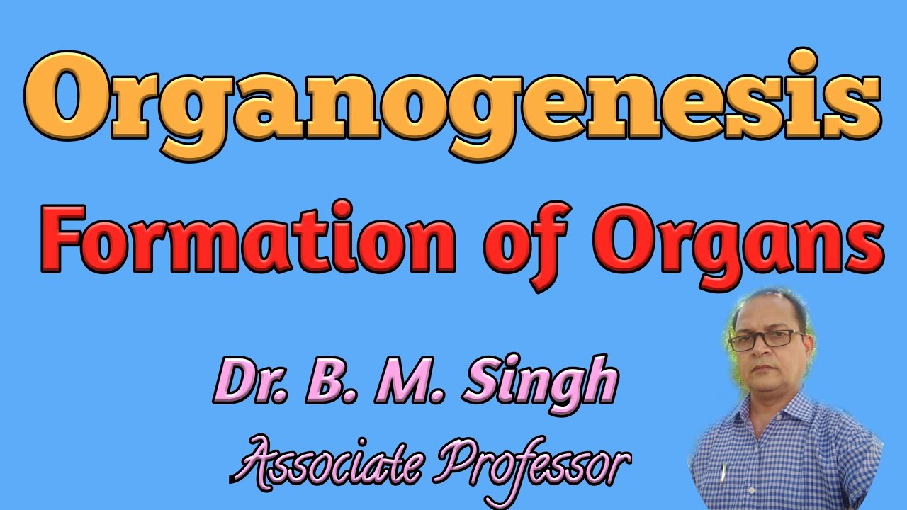 ORGANOGENESIS - YouTube