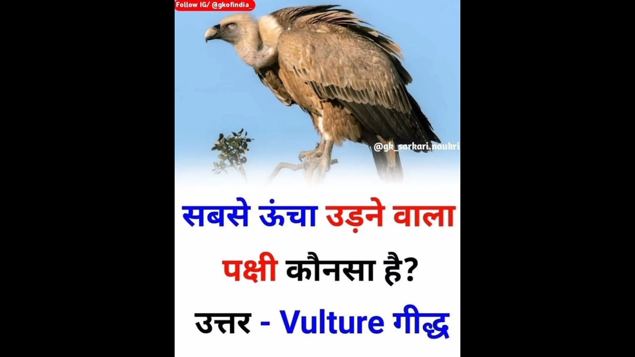 Sabse uncha udne vala pakshi kaun sa hai? #shorts #gk #facts #gkinhindi ...
