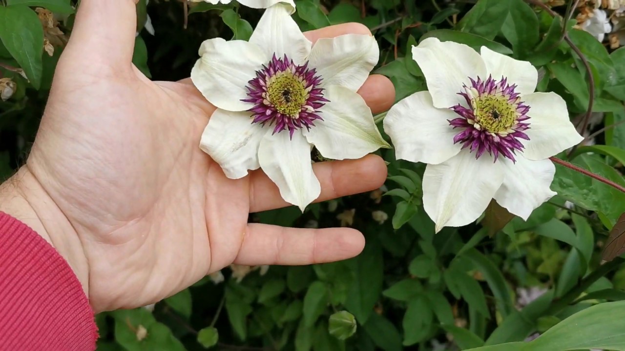 Clematis florida Sieboldii (aka Sieboldiana) , a wonderful bicolor ...