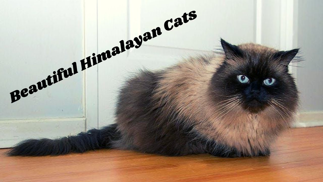 The Himalayan Cat: Amazing Facts About This Beautiful Cat Breed - YouTube