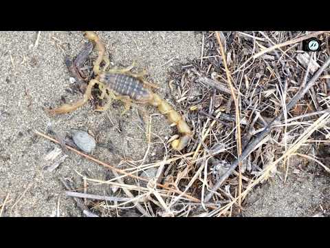 #QISA: Əlvan əqrəb (lat. Mesobuthus cf. zarudnyi)