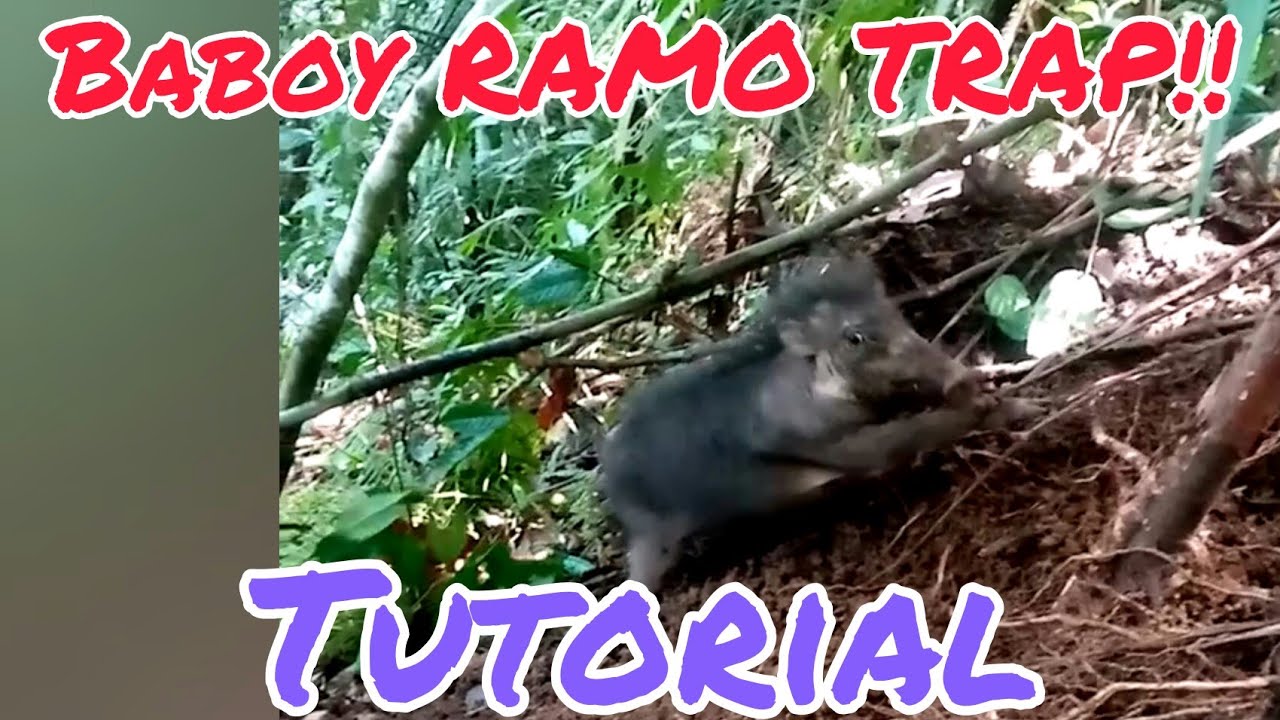 TAMANG PAG-HULI NG MGA BABOY RAMO | DOCUMENTARY | KINABUHI SA BUKID ...