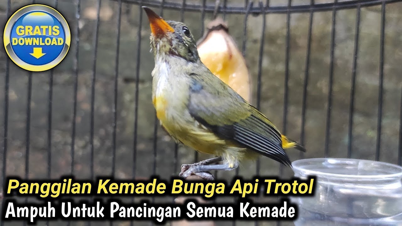 KEMADE LAIN LANGSUNG NYAUT!!! PANCINGAN CABAI BUNGA API TROTOL - YouTube