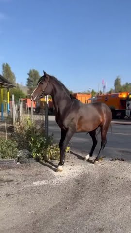 DORU ARAP ATI - AT PAŞASI #atlar #binicilik #cirit - YouTube