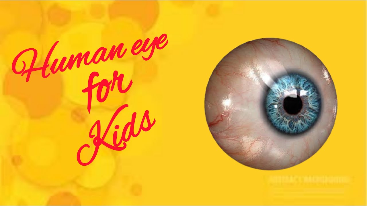 Human eye for kids| Best Learning Videos For Kids - YouTube