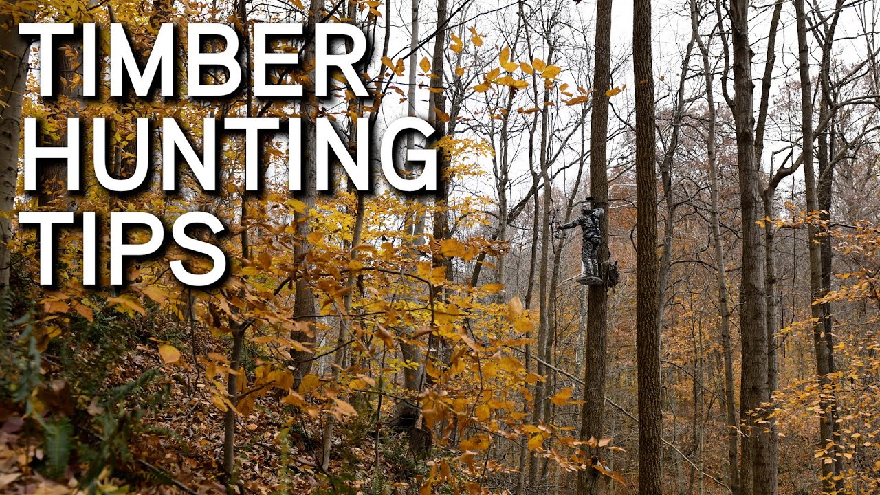 Deer Hunting Big Timber Bucks | Bow Hunting Tips - YouTube
