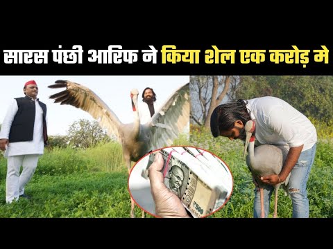 सारस पंछी आरिफ ने किया शेल एक करोड़ मे Sara Arif - YouTube