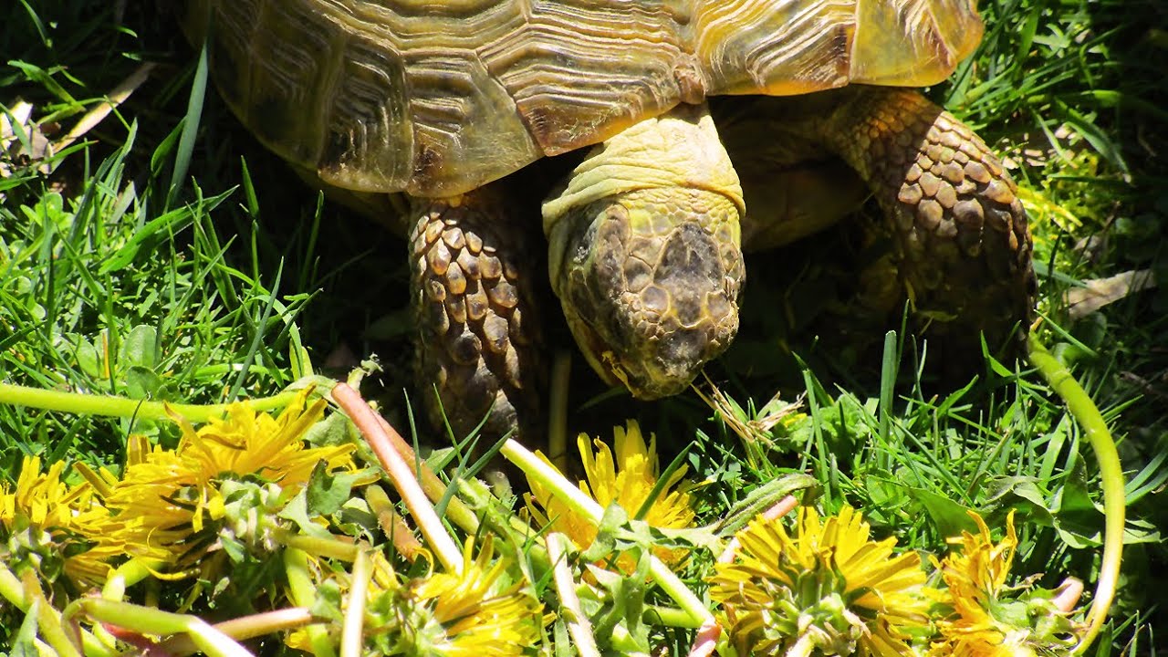 My female Russian Tortoise enjoying first lunch outside this spring ...