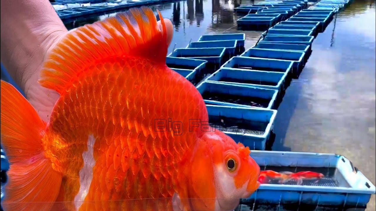 BEST and BIGGEST fancy goldfish breed in the WORLD collection | Amazing ...