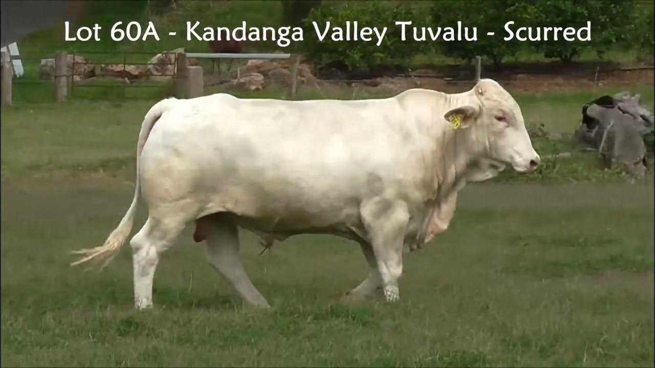 Lot 60A CHARBRAY - Kandanga Valley Tuvalu - Scurred - Sells December 7th 2024 - YouTube
