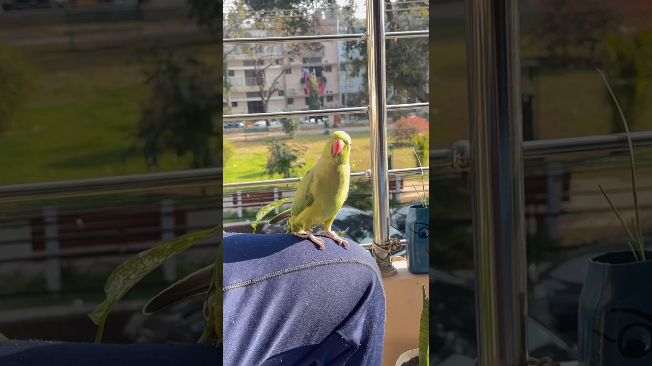 Jai shree ram #parrot #cute #parrotlover #parrottalking #jaisriram # ...