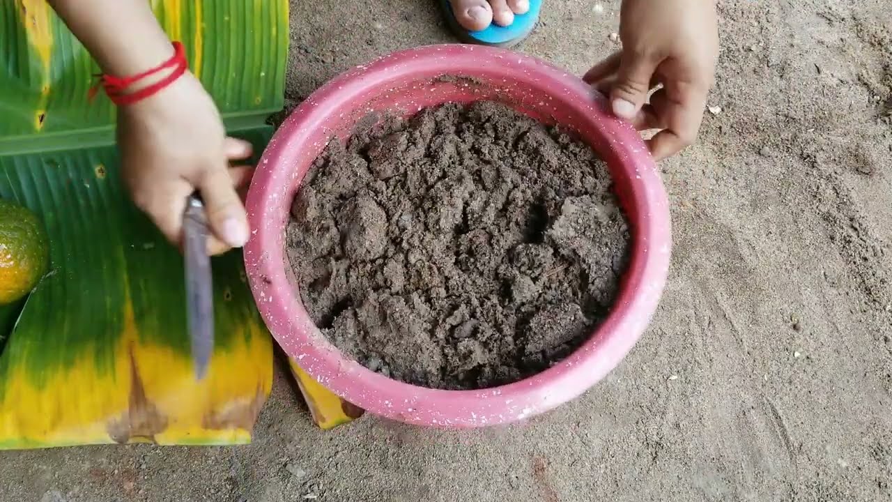 How to Propagate Orange quickly Grow Roots and shoots - YouTube