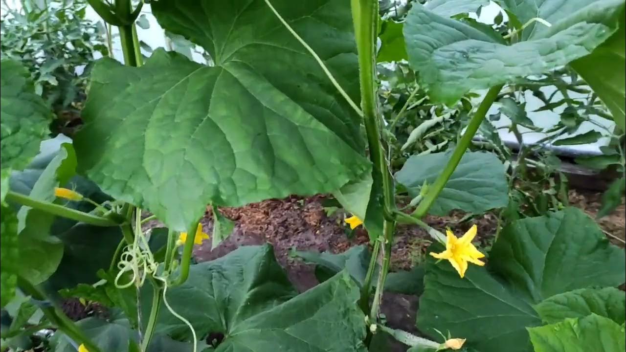 Огурцы. Сорта:Ухажёр, Шоша. - YouTube