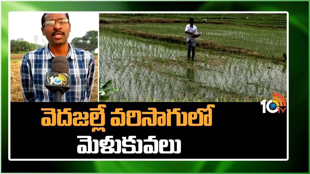 వెదజల్లే వరిసాగులో మెళుకువలు | Paddy Cultivation | Vari Sagu | Matti ...