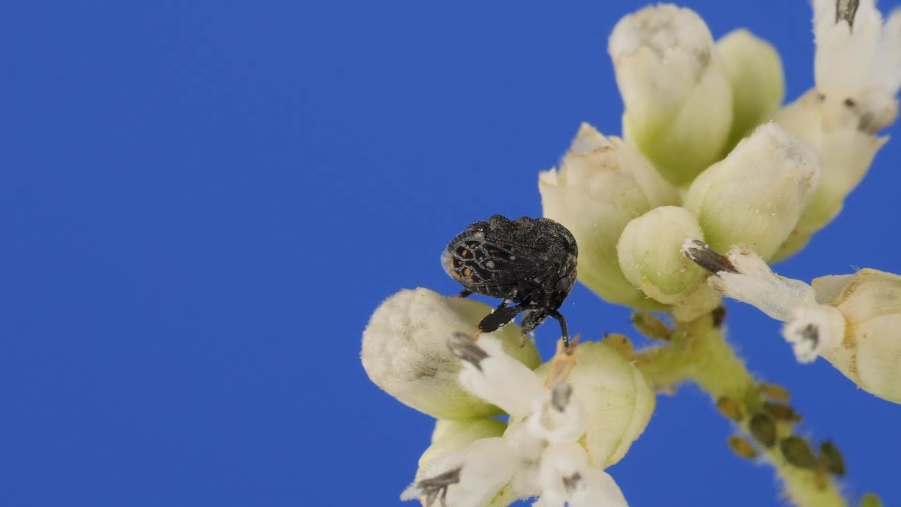 Treehopper and Jumping Spider from Ecuador - YouTube