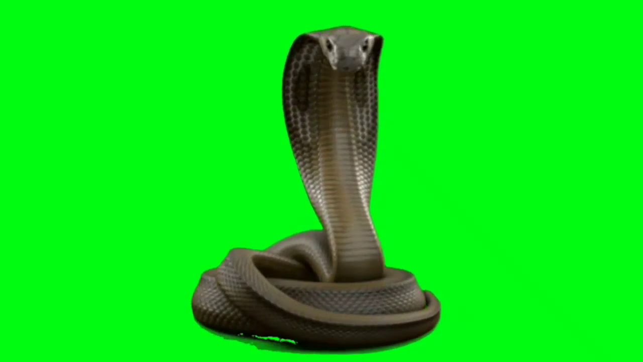 Cobra in green screen video - YouTube