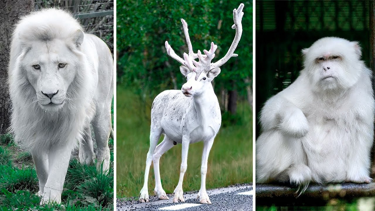 10 Most Beautiful White Animals in the World - YouTube