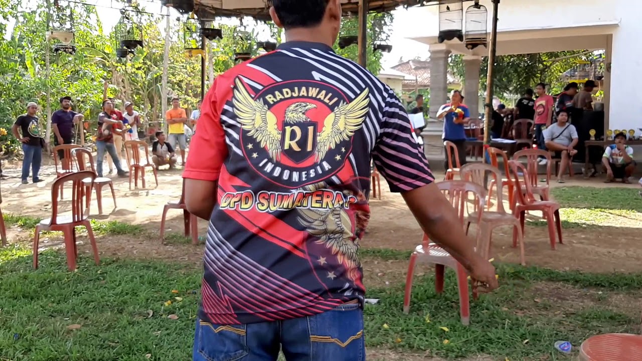 TERAPI LOMBA LOVE BIRD, JAMIN MANJUR, PBL BC - YouTube