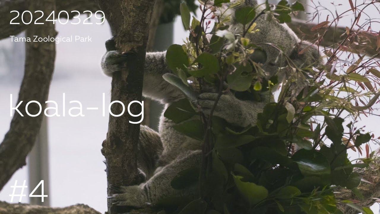 [koala-log] コアラログ #4 多摩動物公園 240329 🐨 - YouTube