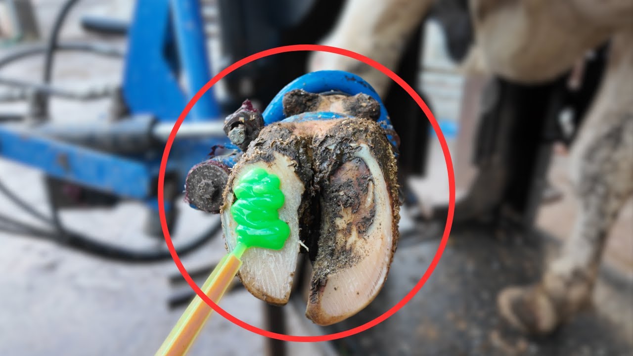 Let's fix this HUGE fracture in a cows hoof!! - YouTube