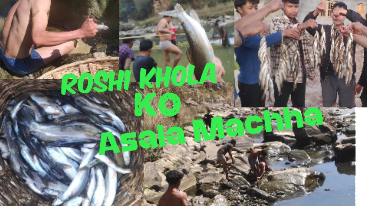 Machha mitho roshikhola KO.Duwali fishing 🐟🐟 Traditional fishing .# ...