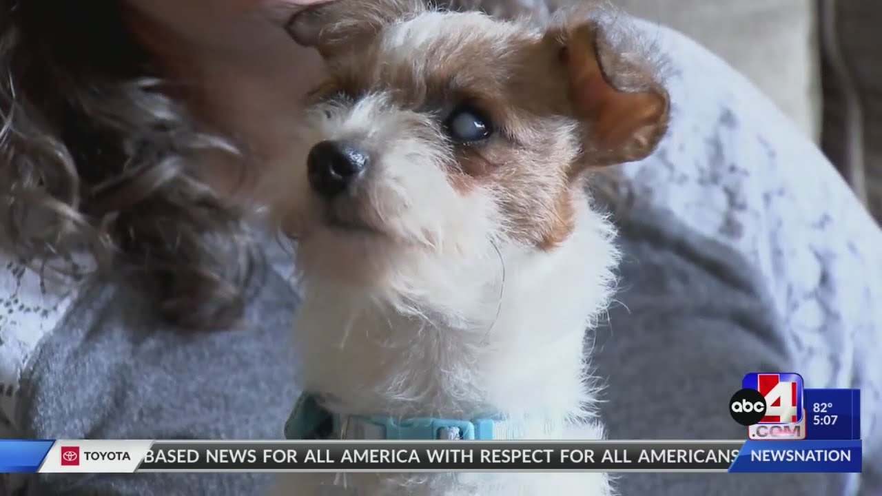 Woman who took in dog from Ogden hoarding situation shares her story ...