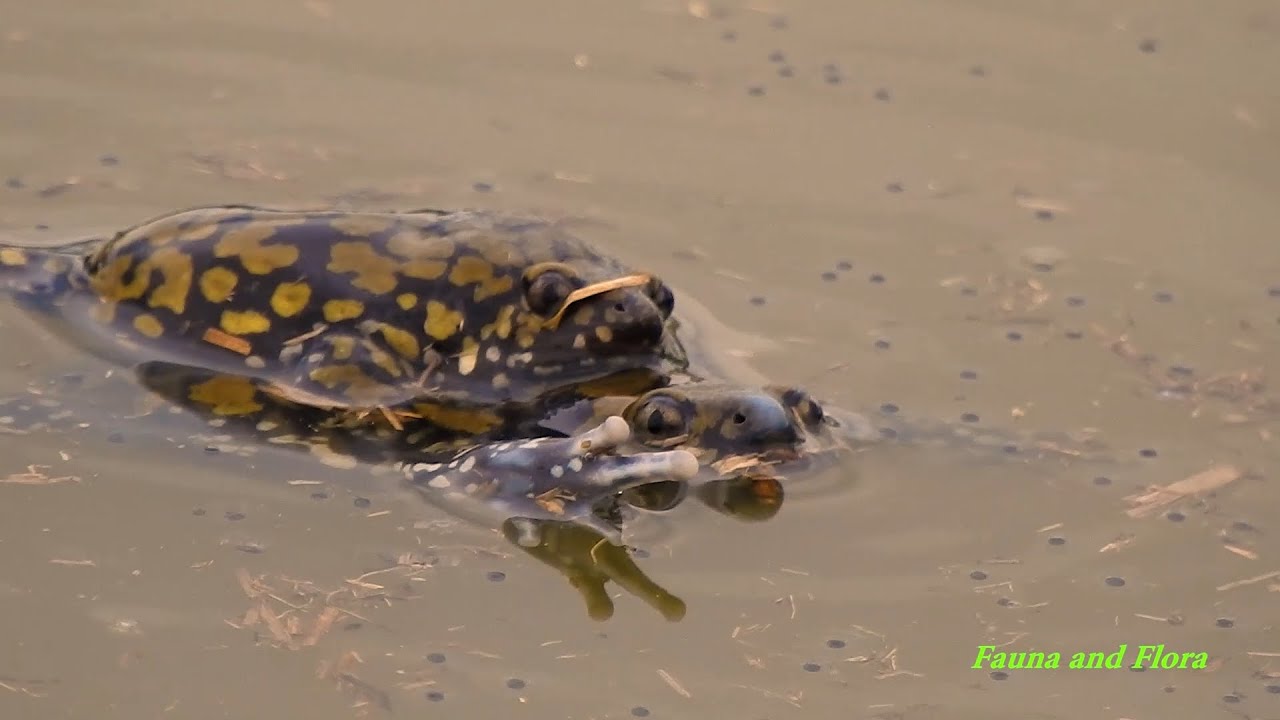 TOAD (DERMATONOTUS MUELLERI) TOAD COAXING IN THE POND, BREEDING SEASON ...