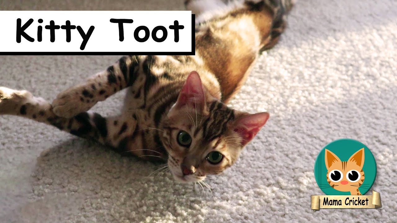Cute Kitty Toot - YouTube