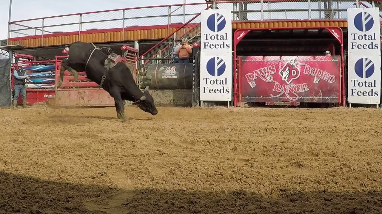 DAVIS RODEO 7819 - YouTube