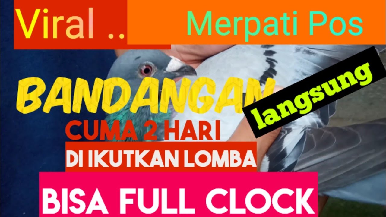 Viral.... Merpati pos Bandangan cuma 2 hari langsung diikutkan Lomba ...