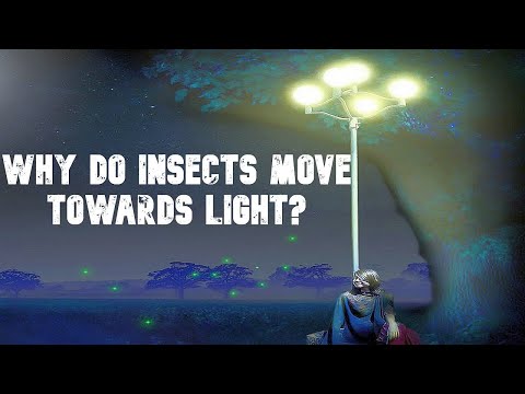 Why Do Insects Move Away From Light
