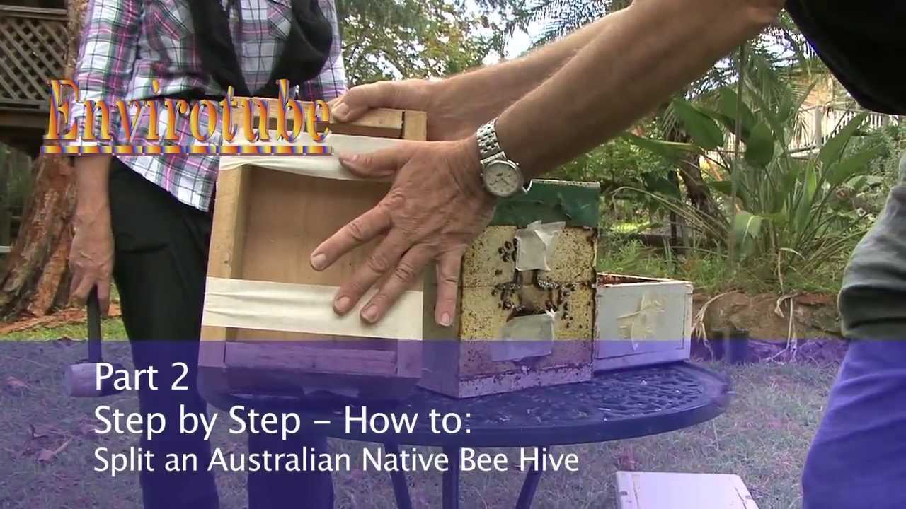 2 - Australian Native Bees - Step by Step - Hive Split - YouTube