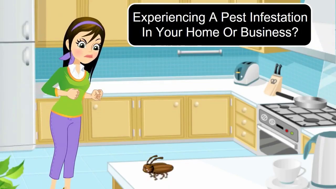 Pest Control 2D Animated Promo Video - YouTube