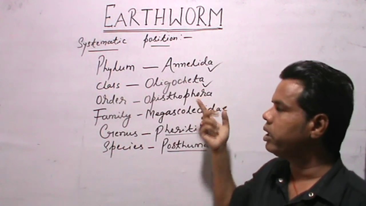 PHERETIMA(Earthworm):Classification ,Habits & Habitat - YouTube