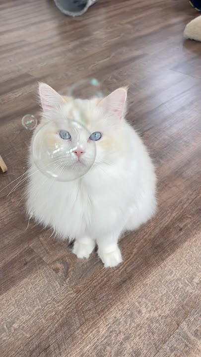 have you ever seen catnip bubbles?? #ragdoll #ragdollcats #mickeyandwalter - YouTube