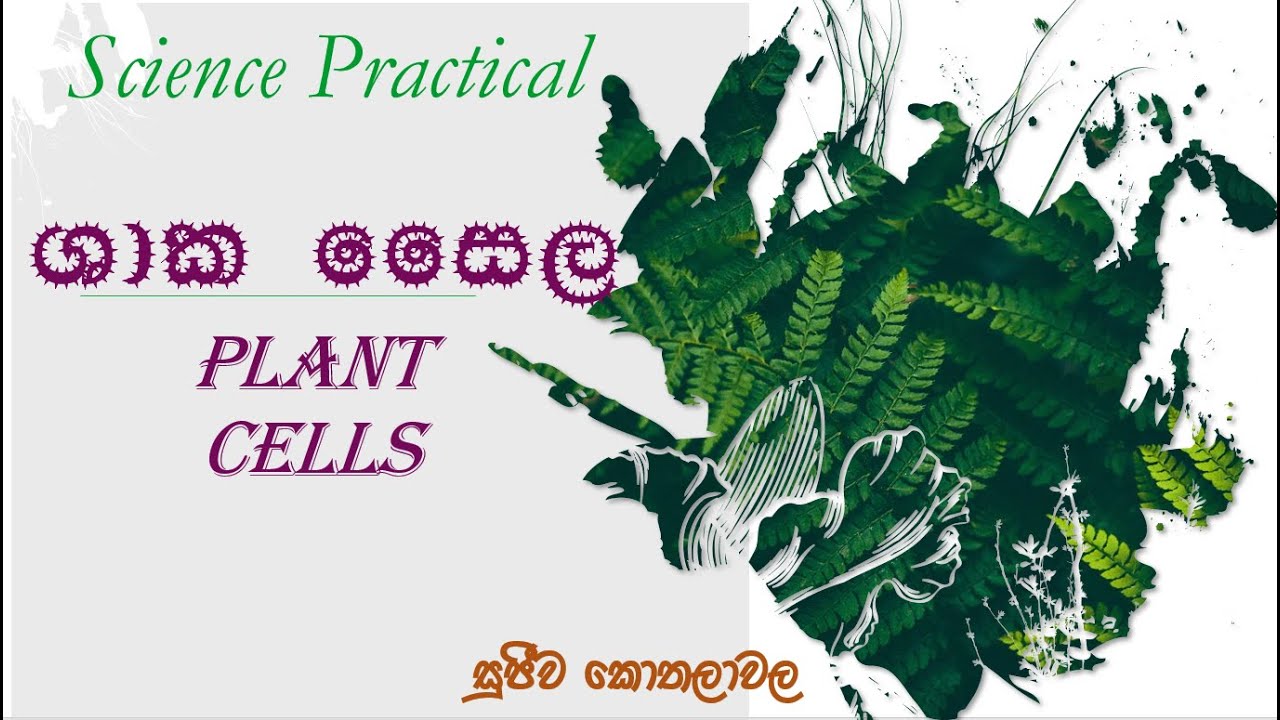 Science Practical 13 | Sujeewa Kothalawala | Plant Cells | විද්‍යාව ...