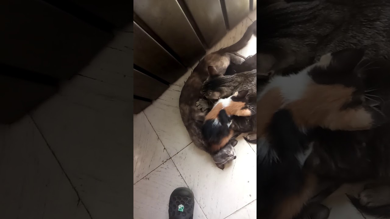 Gato grande chupando teta - YouTube
