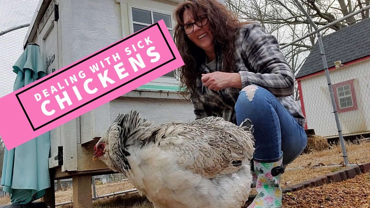 Let's talk Chickens / No one told me this !! - YouTube