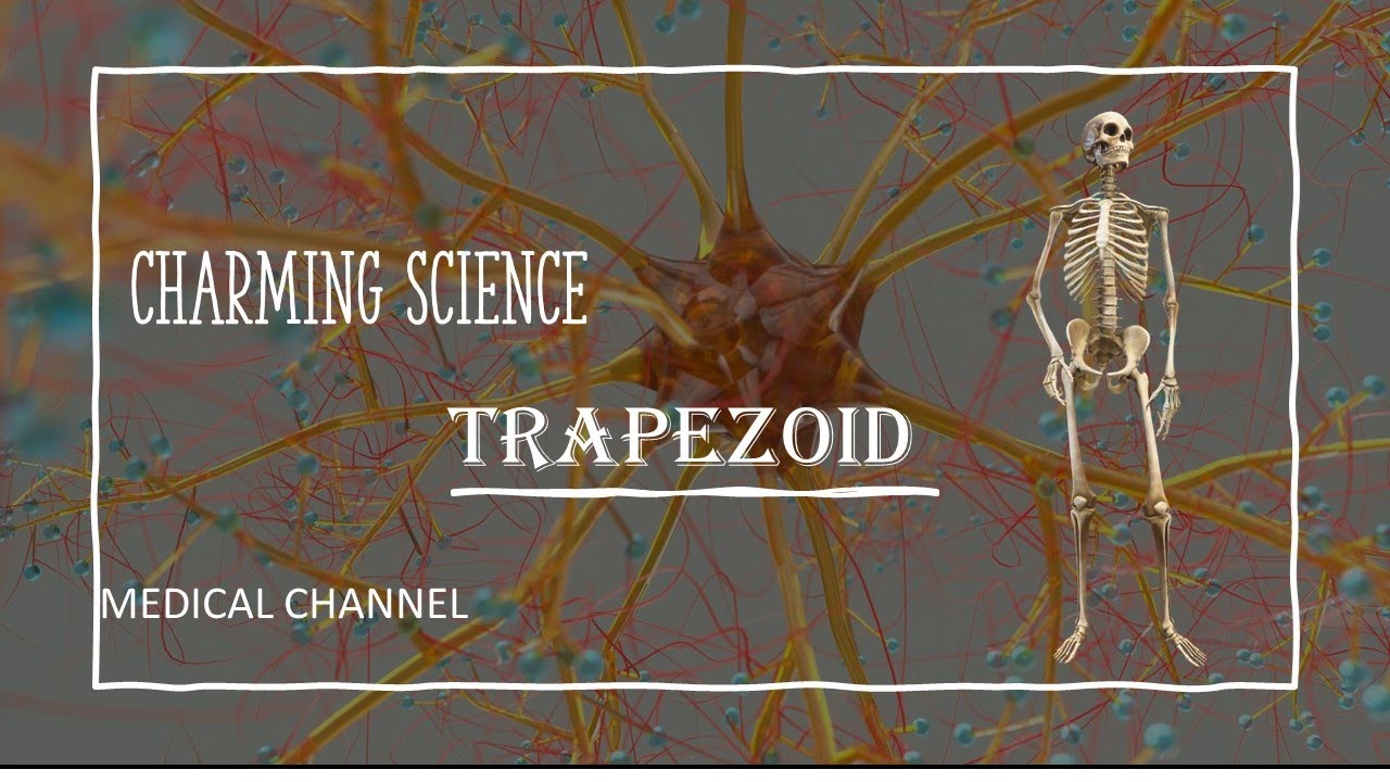 Trapezoid Carpal Bone Anatomy - YouTube