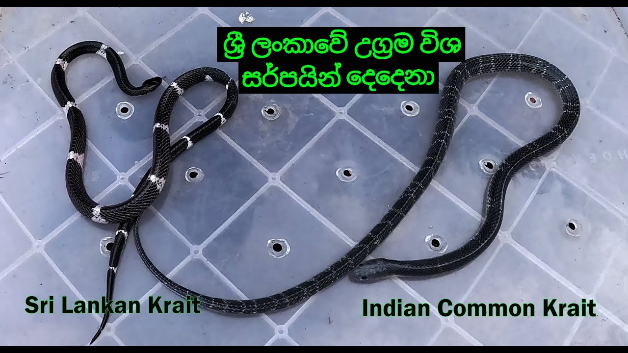 Indian Common Krait & Sri Lankan Krait - YouTube