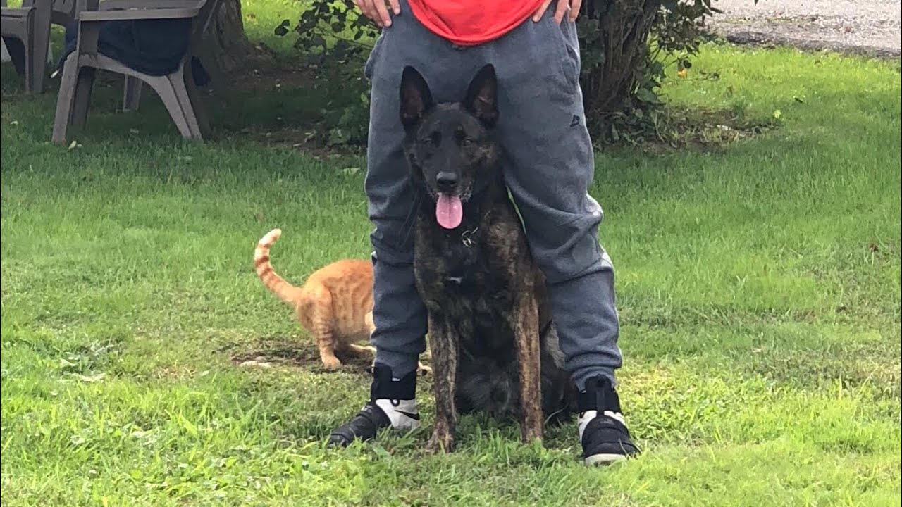 Attack Dog, Dutch Shepherd, off Leash Guard & Attack - YouTube