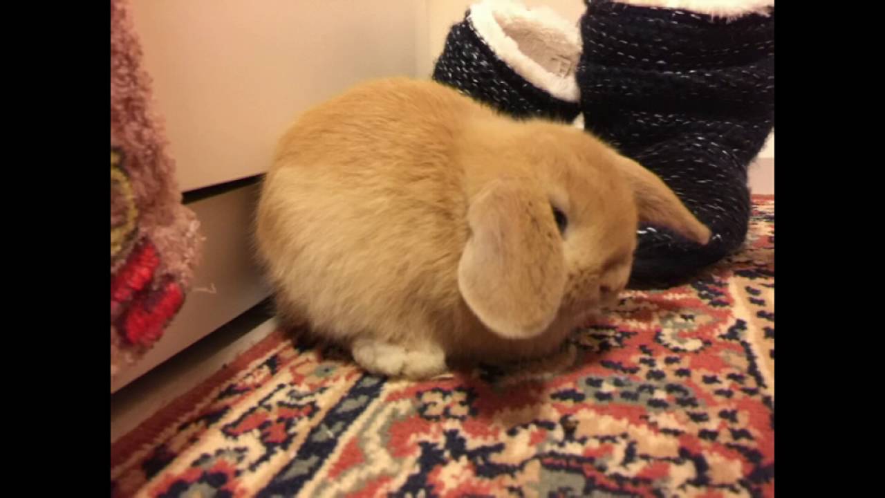 Peter Rabbit in Russian - YouTube