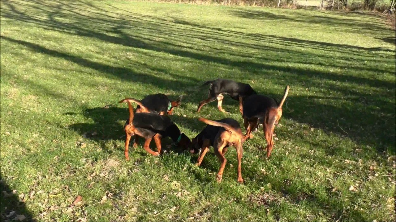 Chasse aux chiens courants sur lièvre - YouTube