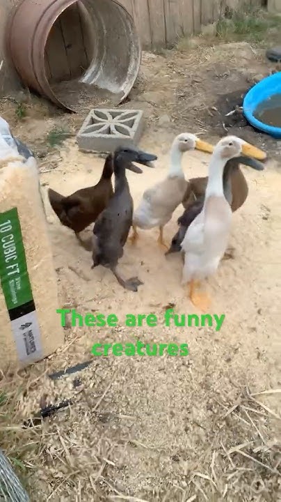 Ducks having fun #quack #shorts #farm #duck #birds #goose #funny #wildlife #quackattack - YouTube