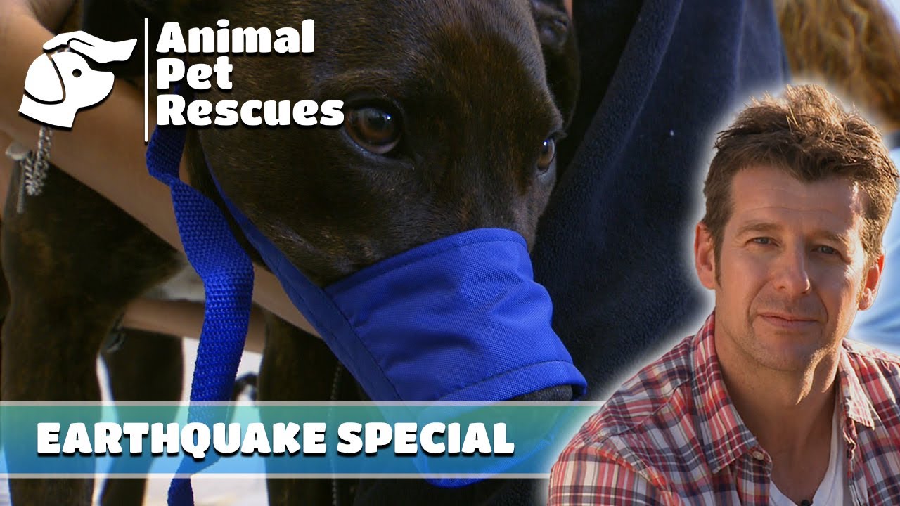 Christchurch Earthquake | Special Episode of SPCA Rescues | Animal Pet ...