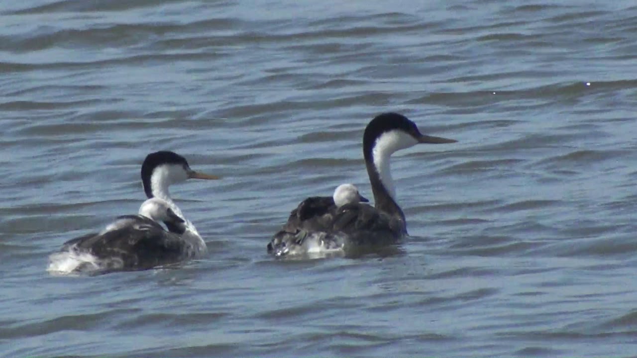 western grebe chicks San Joaquin 6 12 20 - YouTube