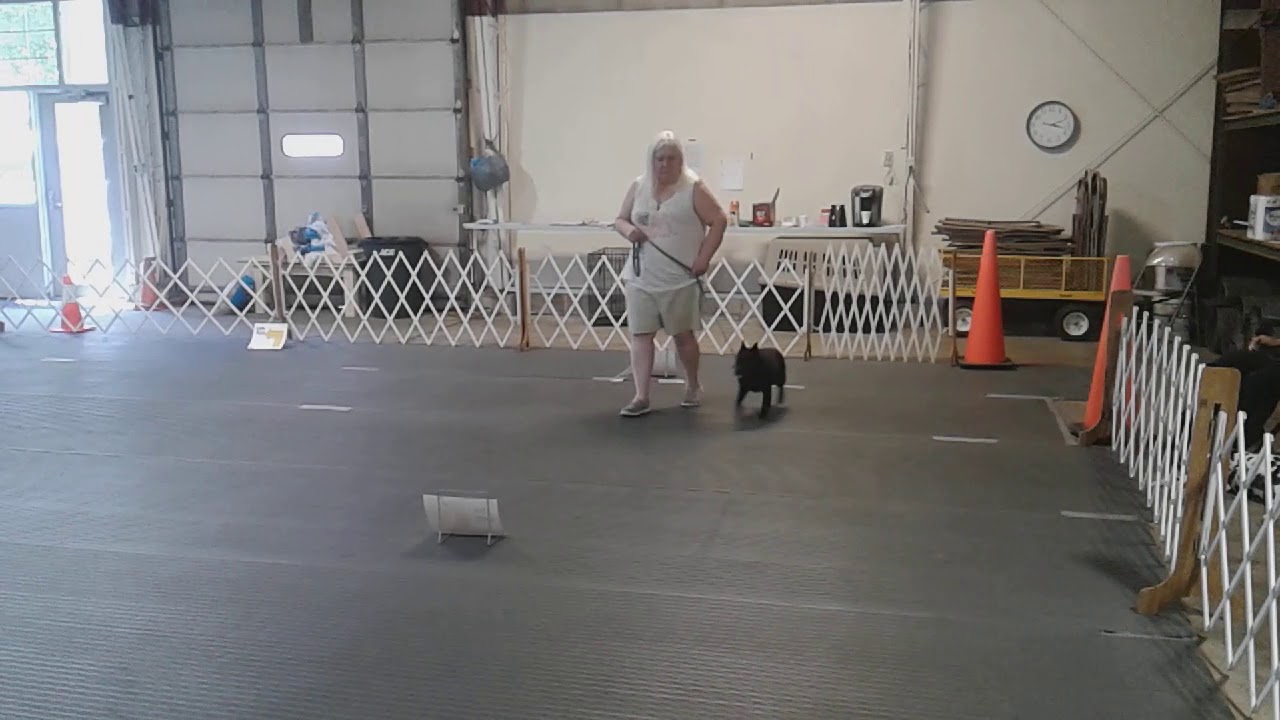 Spirit rally novice course RNV5 AKC#NP47826502 - YouTube