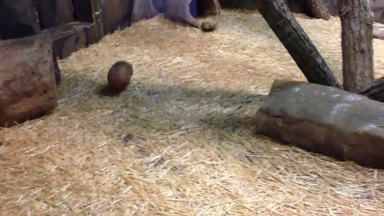 Armadillo running in circles - YouTube