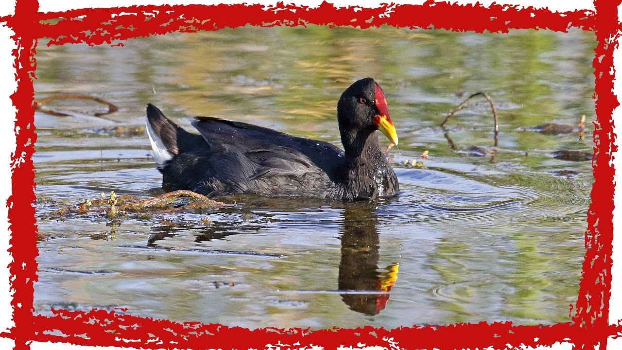 Red-fronted Coot (Fulica rufifrons) Call| Red Fronted Coot Sound & Song ...